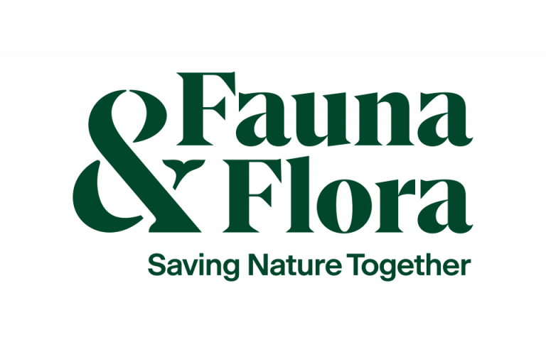 How Secure is the Future for Mountain Gorillas? | International Gorilla ...