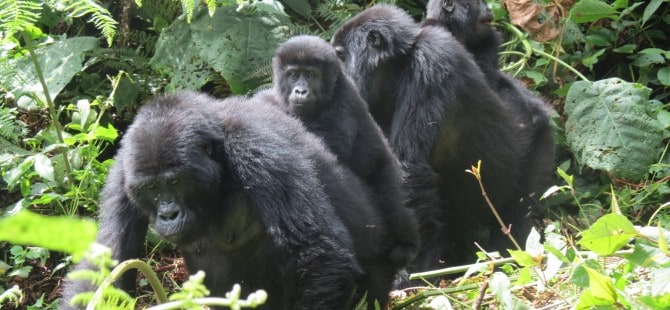 Embracing transboundary mountain gorilla movement | International ...