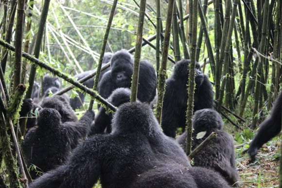 Embracing transboundary mountain gorilla movement | International ...