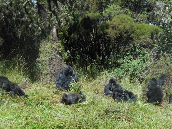 Embracing transboundary mountain gorilla movement | International ...