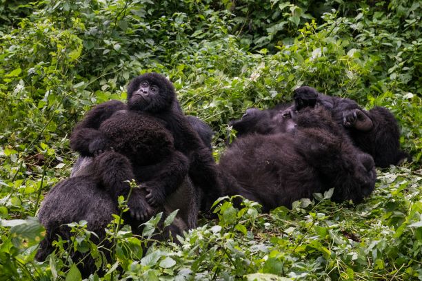 GVTC Press Release: Mountain gorilla numbers surpass 1,000! | International Gorilla Conservation ...