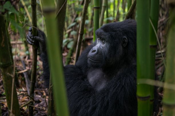 Mountain gorilla numbers surpass 1,000 despite challenges | International Gorilla Conservation ...