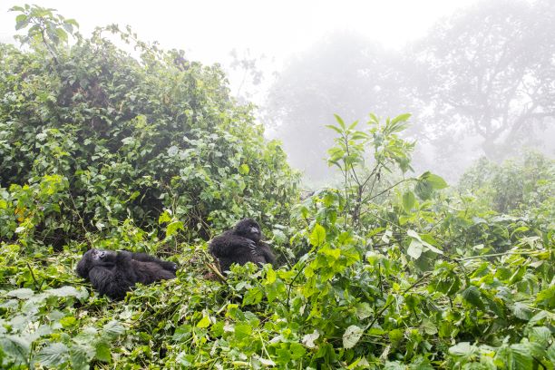2018: A Year of Field Work: Mountain gorilla survey in Bwindi ...