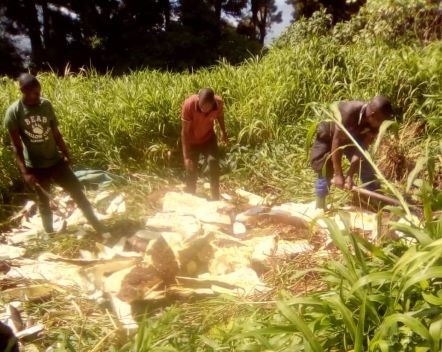 Cleaning Volcanoes National Park to Protect Mountain Gorillas ...