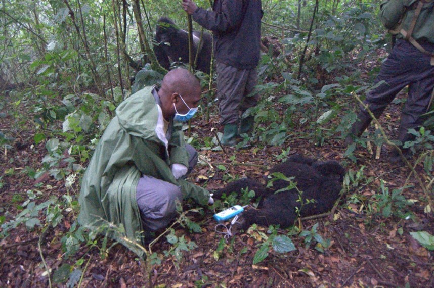 Out and About in the Wild Treating Mountain Gorillas – A Gorilla Doctor ...
