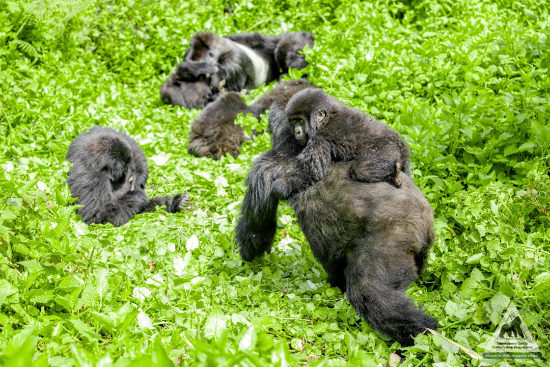 How Secure is the Future for Mountain Gorillas? | International Gorilla ...