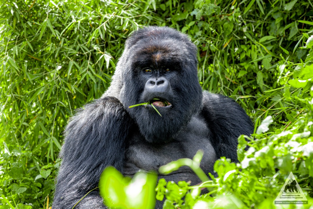 How Secure is the Future for Mountain Gorillas? | International Gorilla Conservation Programme ...