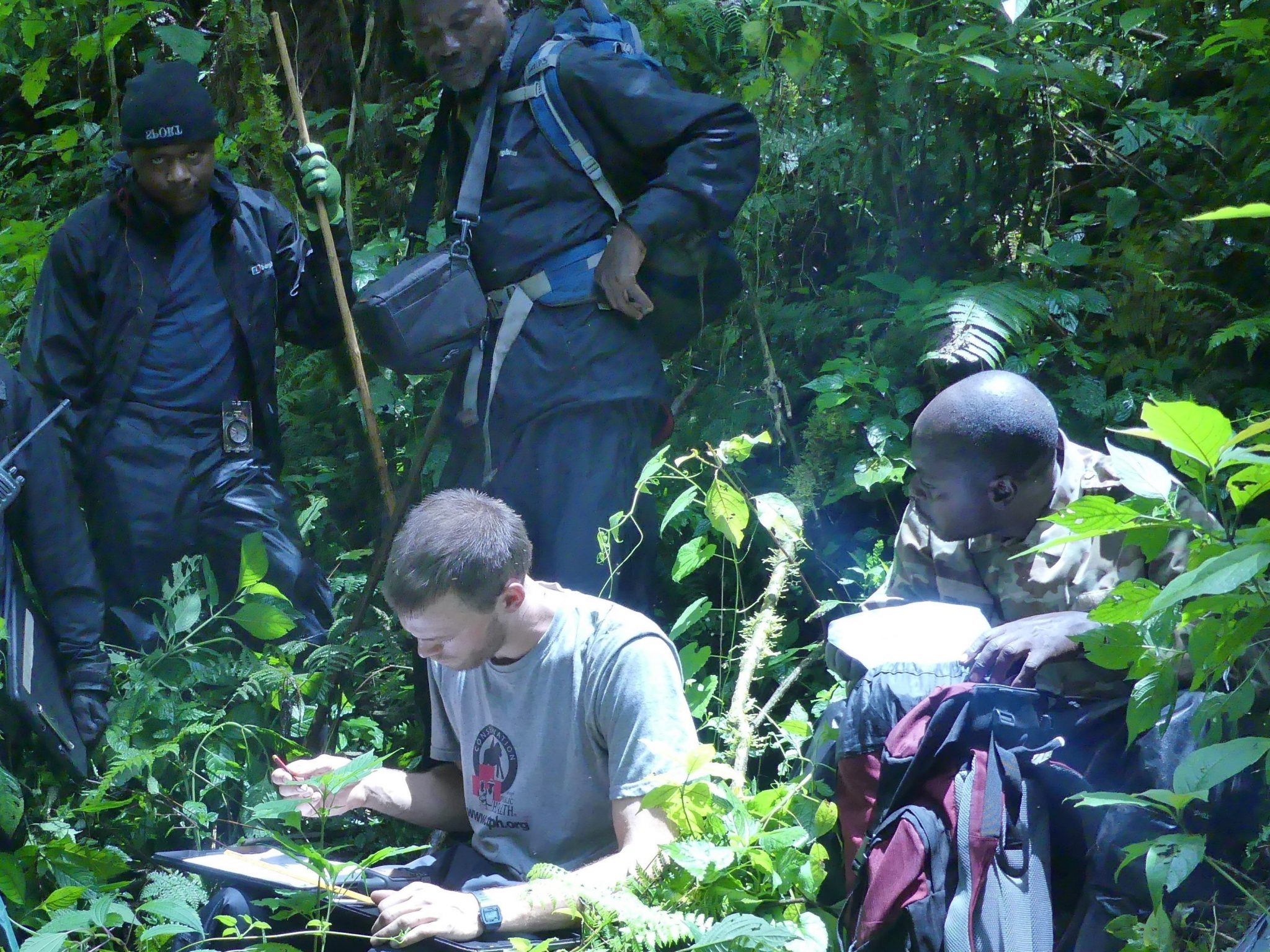New Count of Mountain Gorillas in Bwindi– Sarambwe to Start Soon ...