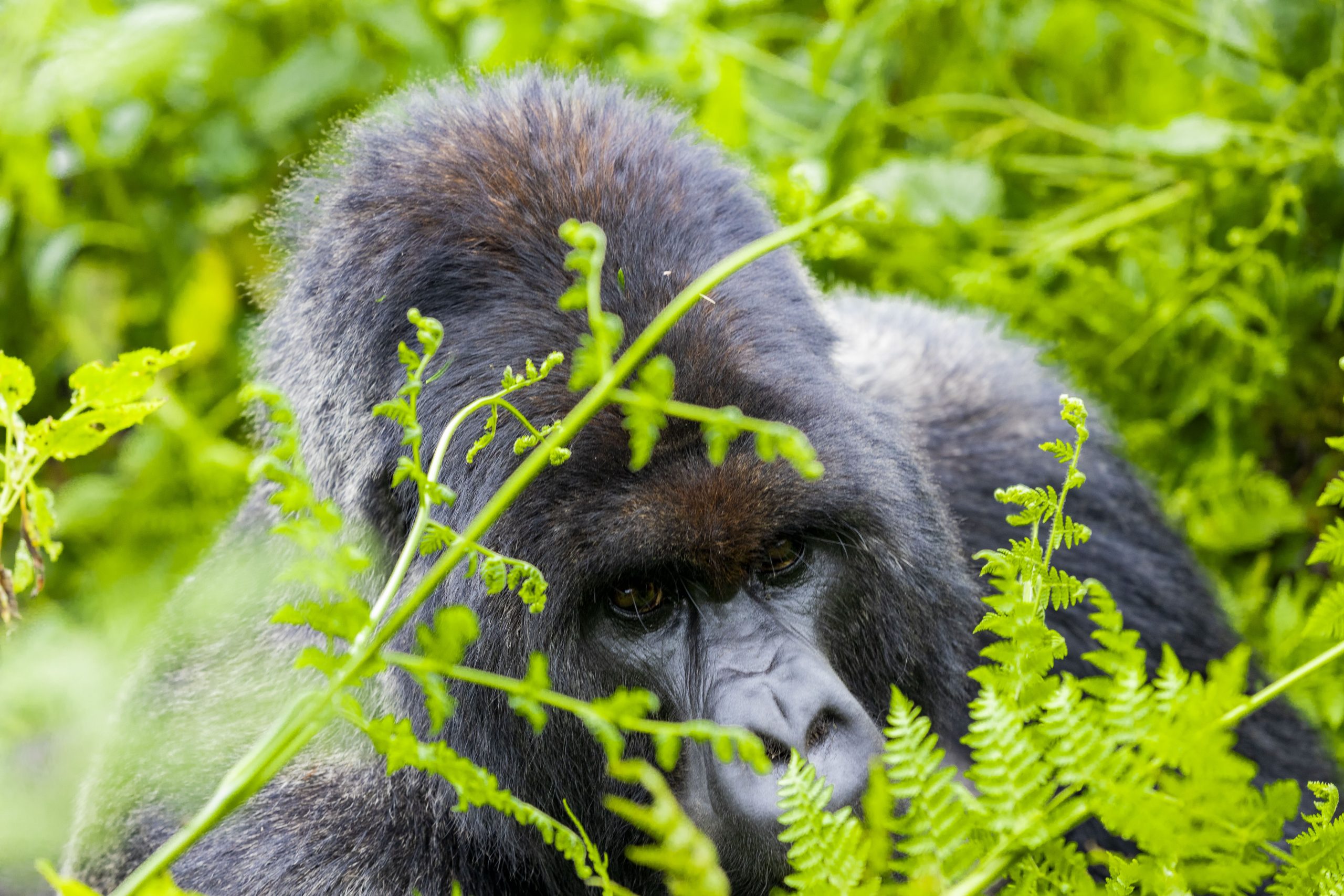 The Successful Rescue Operation! | International Gorilla Conservation Programme (IGCP ...